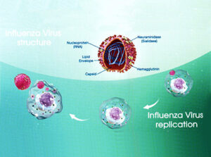 Breaking down the Influenza - Columbia Asia Hospital I Private Hospital ...