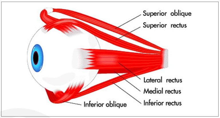 Ocular Anatomy - Columbia Asia Hospital I Private Hospital in Malaysia